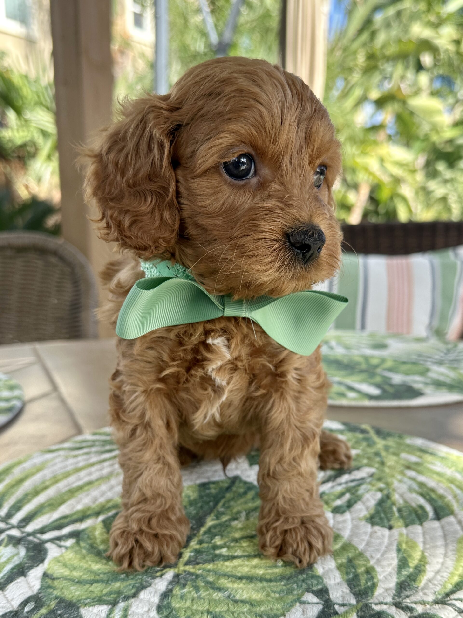 Hazel and Teddy Spring 2023 Litter – Darby Park Doodles