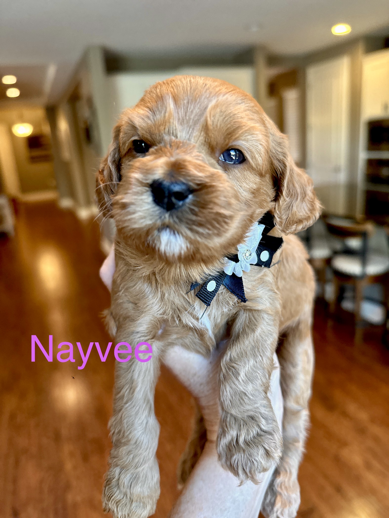 Hazel and Teddy Spring 2023 Litter – Darby Park Doodles