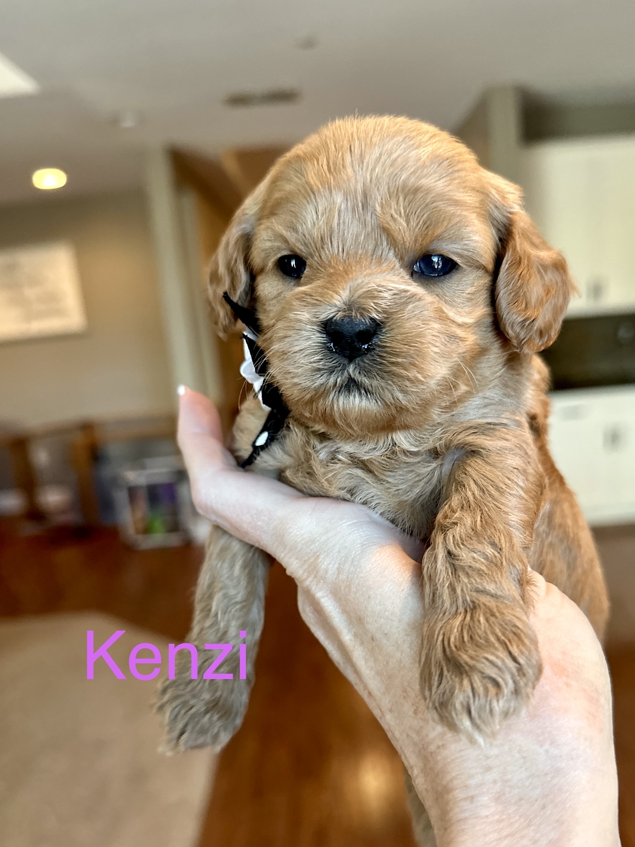 Hazel and Teddy Spring 2023 Litter – Darby Park Doodles